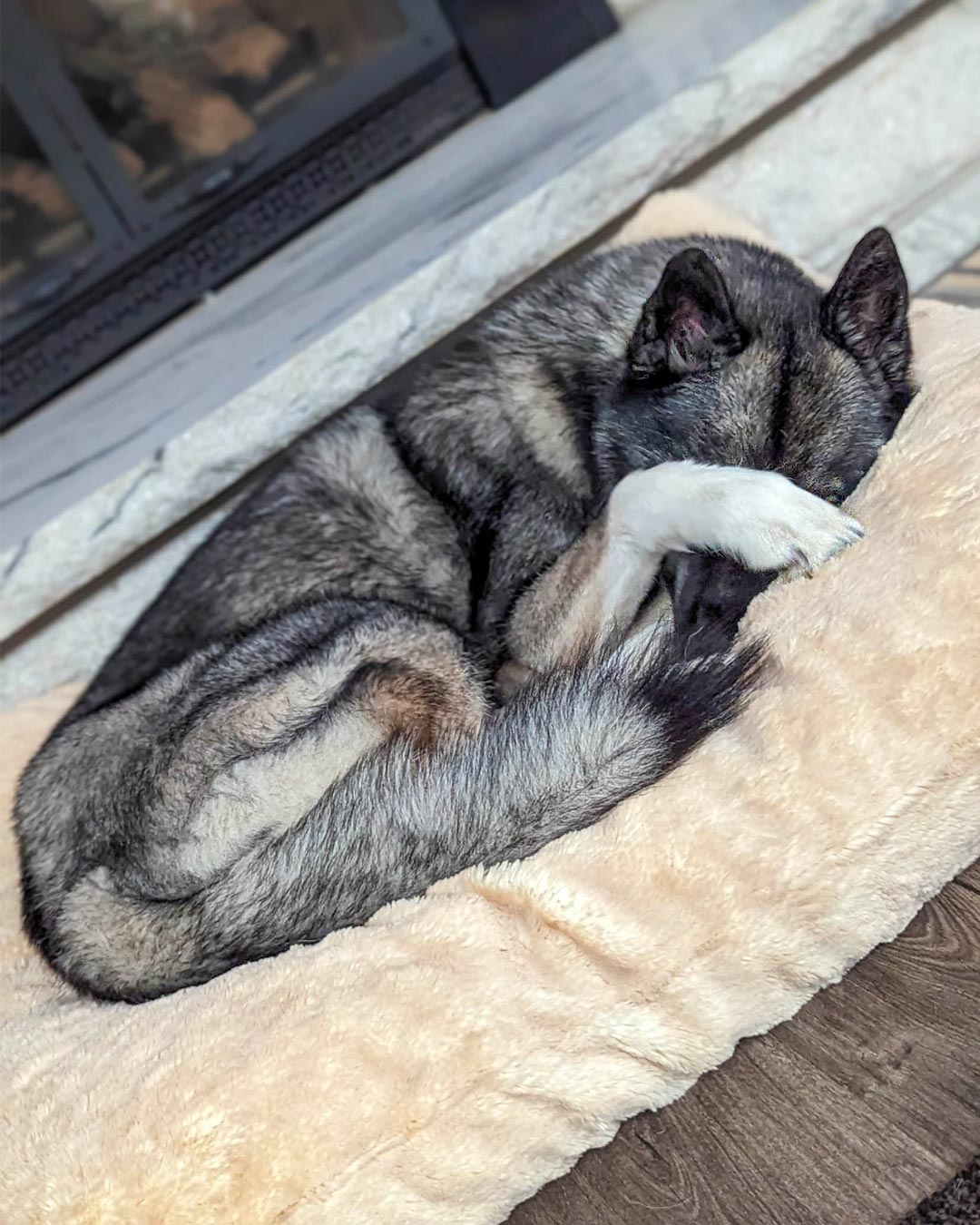 Gone To The Snow Dogs Special Edition Ultra Soft Pet Bed | Two Sizes ...
